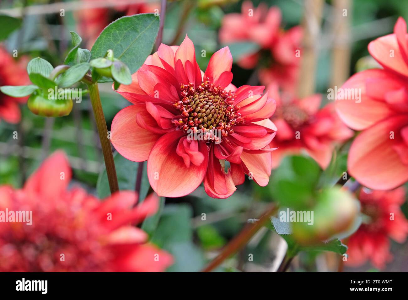 Orange and red collarette Dahlia ÔSarah RavenÕ in flower Stock Photo ...