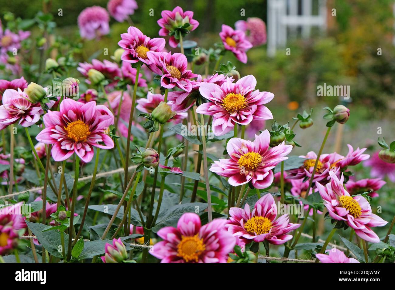 Pink and purple collarette Dahlia 'Liquid Desire' in flower Stock Photo ...