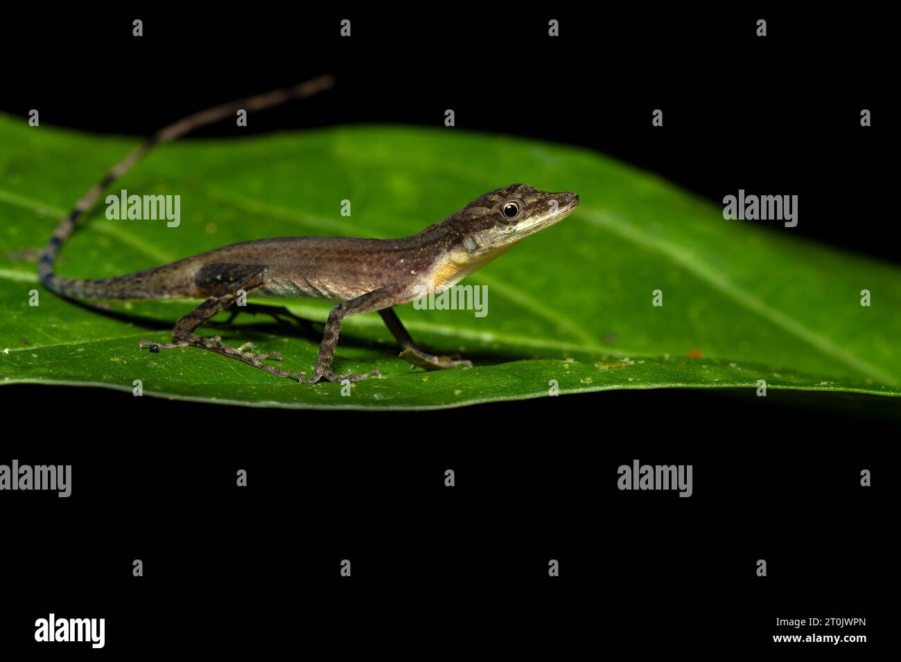 Anolis limifrons, also known commonly as the slender anole or the ...
