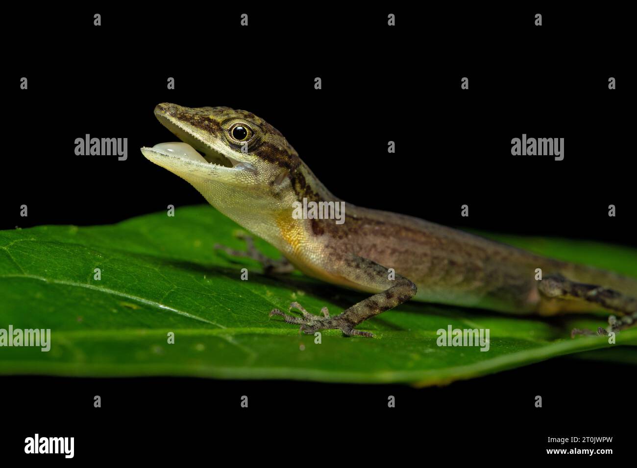 Anolis limifrons, also known commonly as the slender anole or the ...
