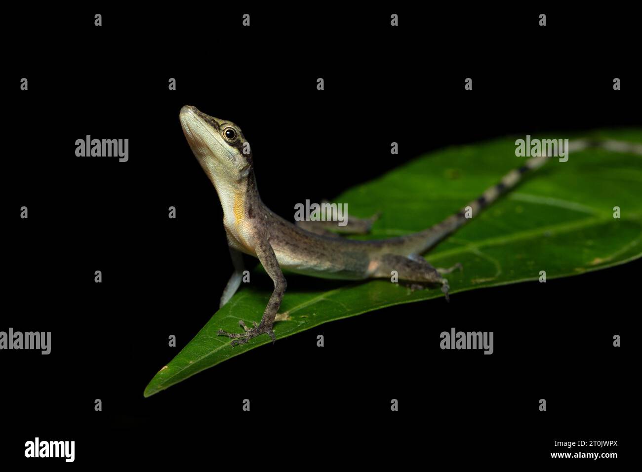 Anolis limifrons, also known commonly as the slender anole or the ...