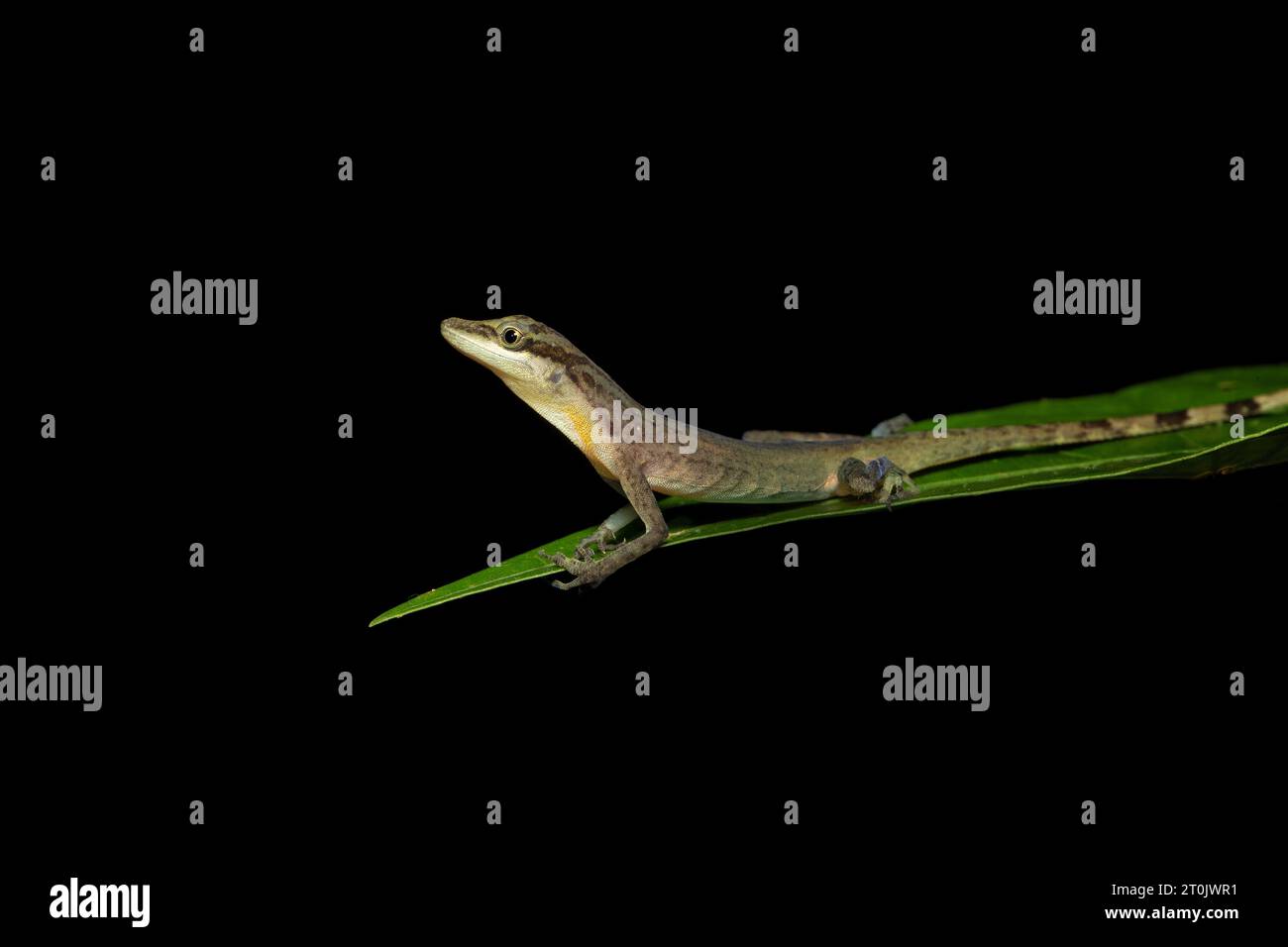 Anolis limifrons, also known commonly as the slender anole or the ...