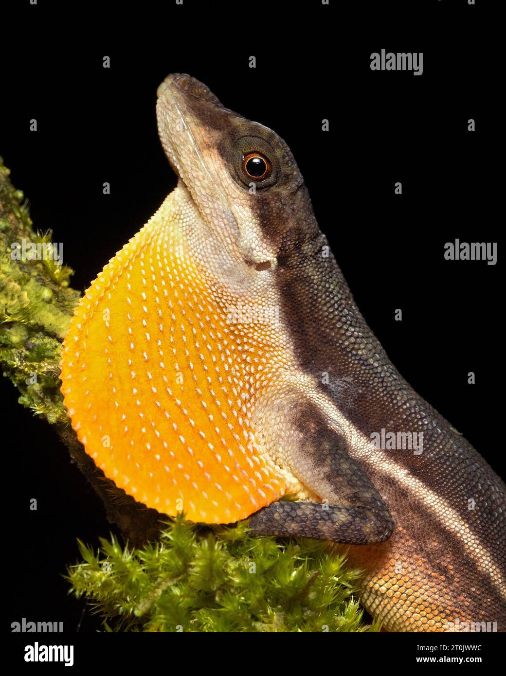 Anolis oxylophus, the stream anole, is a species of lizard in the ...