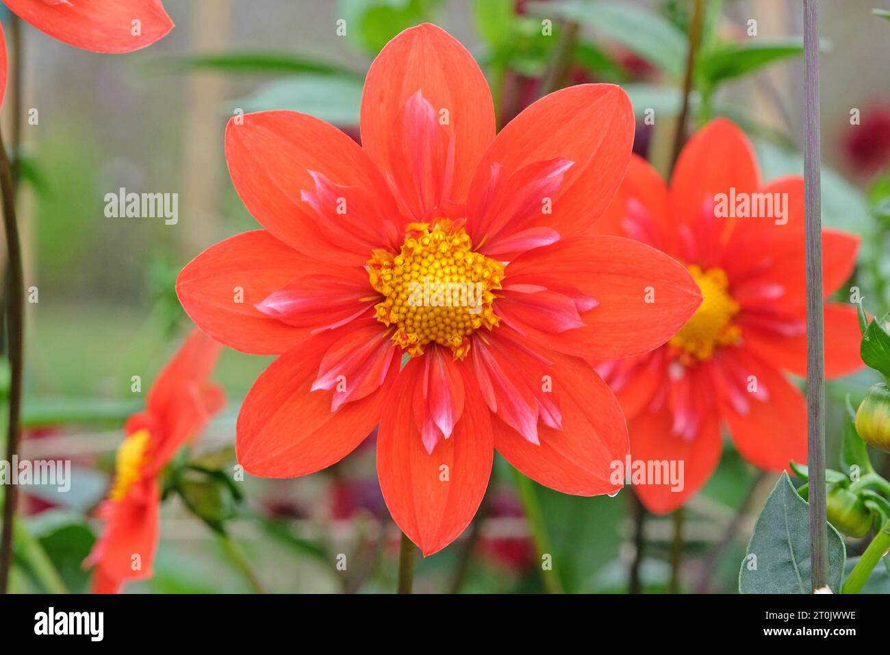 Bright orange collarette Dahlia 'Crellow Raven's Blood Orange' in ...
