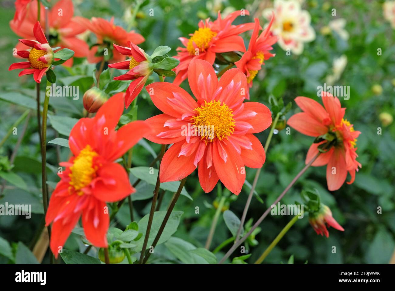 Bright orange collarette Dahlia 'Crellow Raven's Blood Orange' in ...