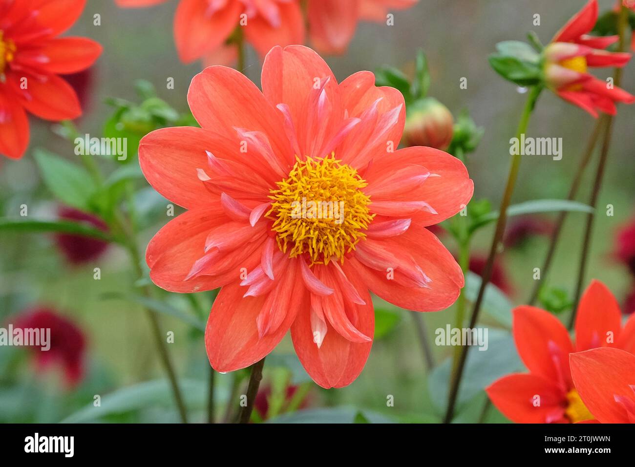 Bright orange collarette Dahlia 'Crellow Raven's Blood Orange' in ...