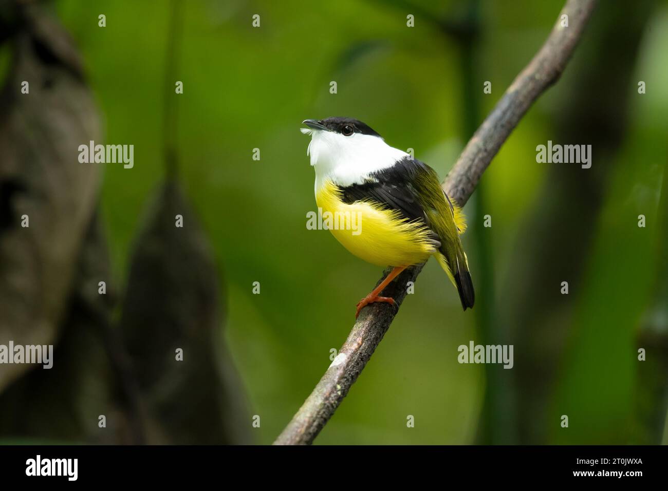 white-collared manakin (Manacus candei) is a passerine bird in the ...