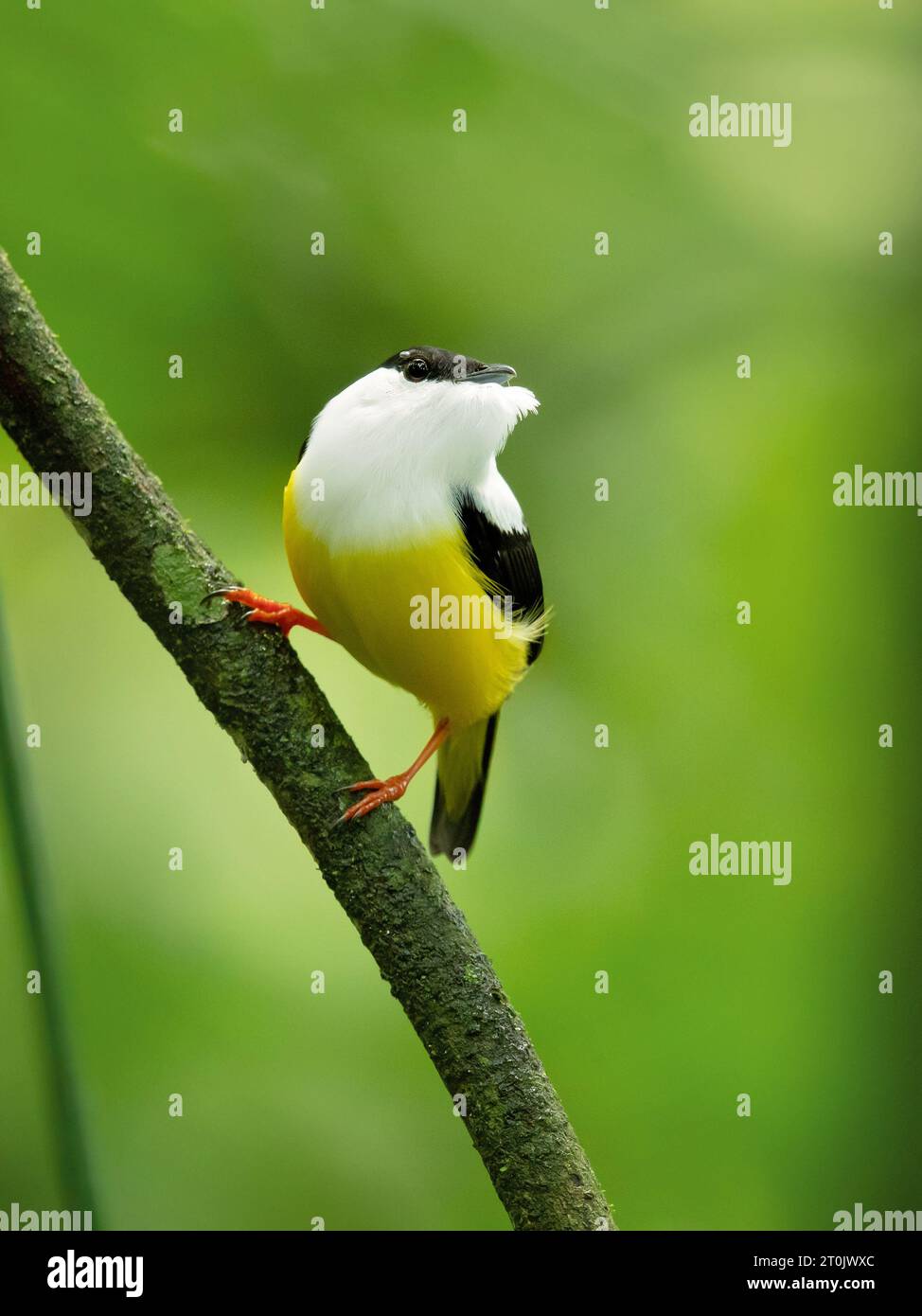 white-collared manakin (Manacus candei) is a passerine bird in the ...