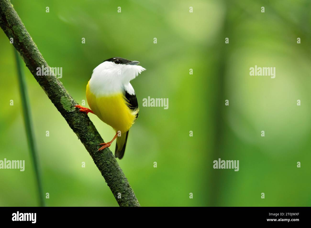 white-collared manakin (Manacus candei) is a passerine bird in the ...