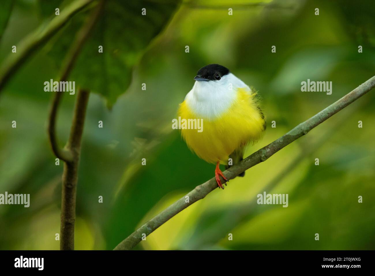 white-collared manakin (Manacus candei) is a passerine bird in the ...