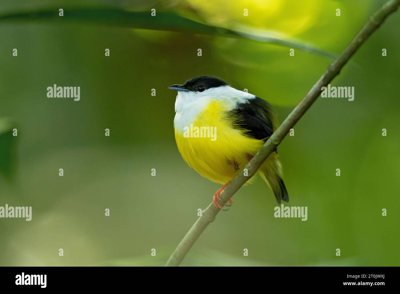 white-collared manakin (Manacus candei) is a passerine bird in the ...