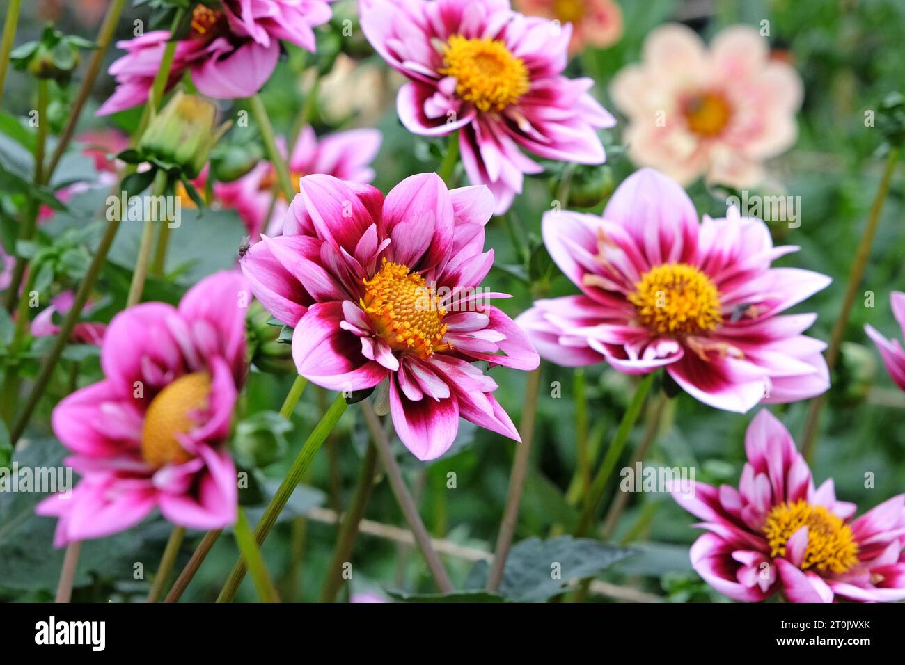 Pink and purple collarette Dahlia 'Liquid Desire' in flower Stock Photo ...