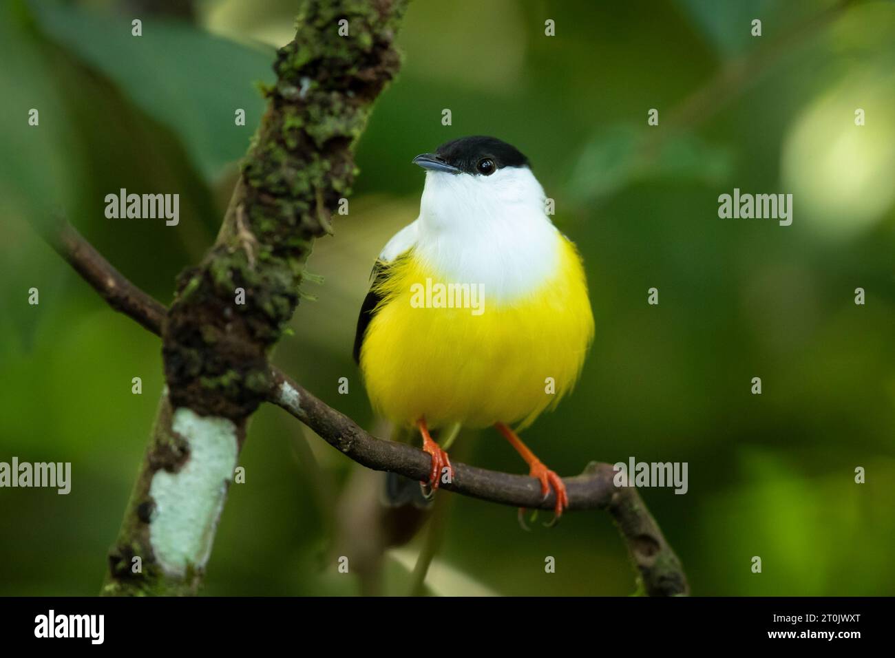 white-collared manakin (Manacus candei) is a passerine bird in the ...
