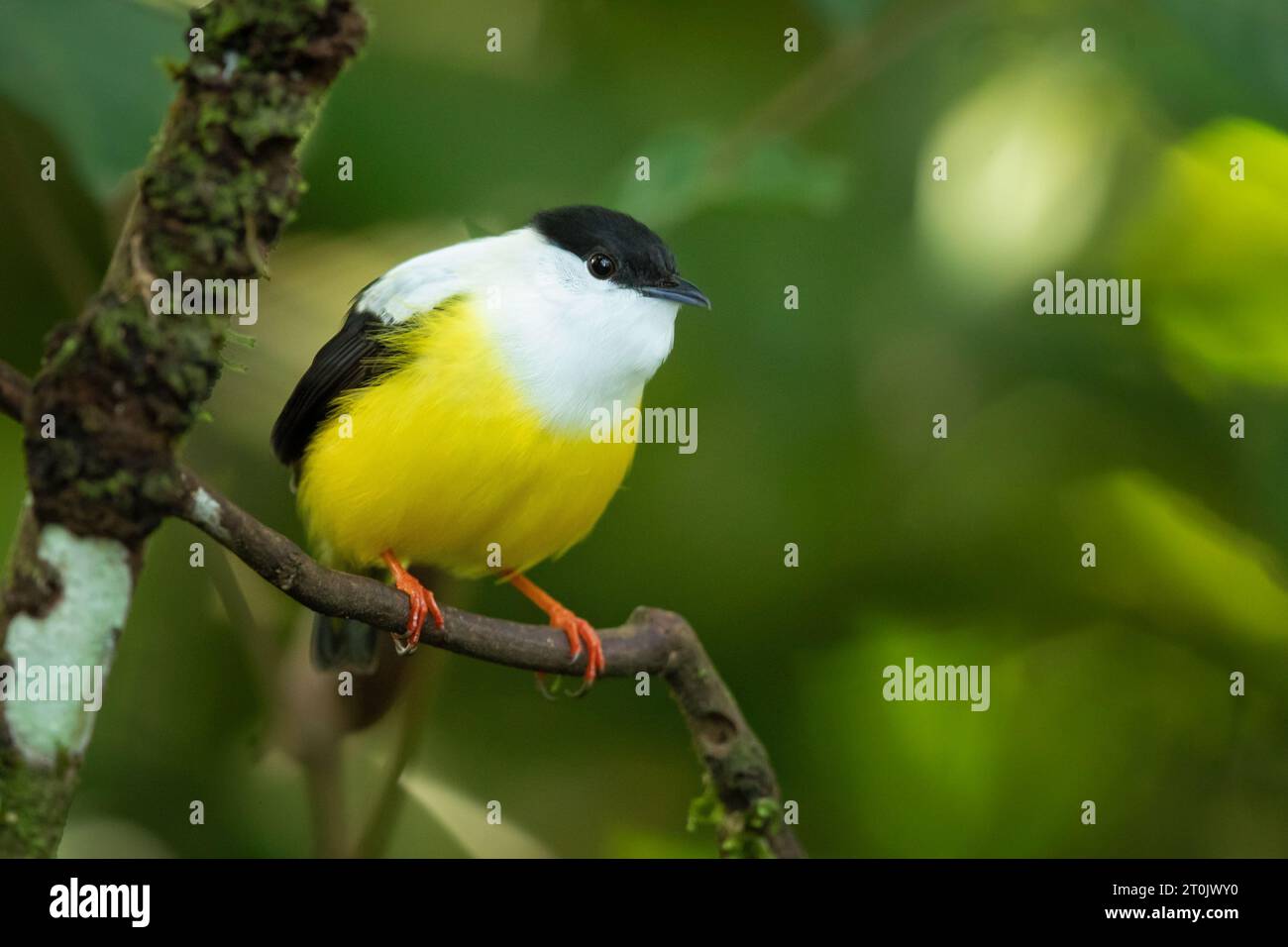 white-collared manakin (Manacus candei) is a passerine bird in the ...