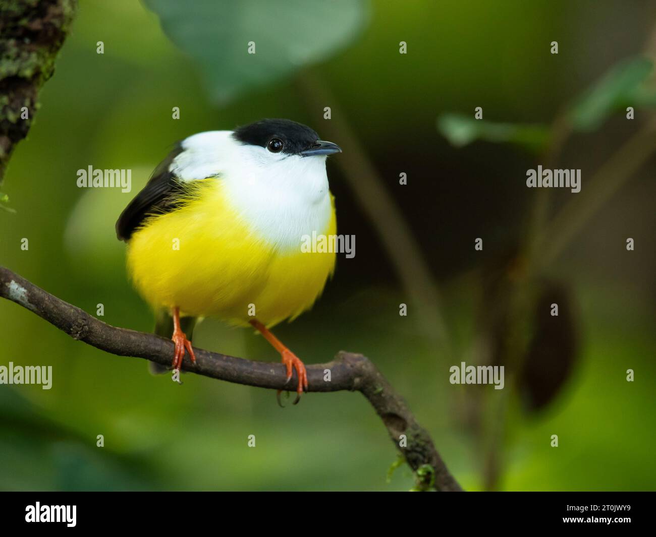 white-collared manakin (Manacus candei) is a passerine bird in the ...