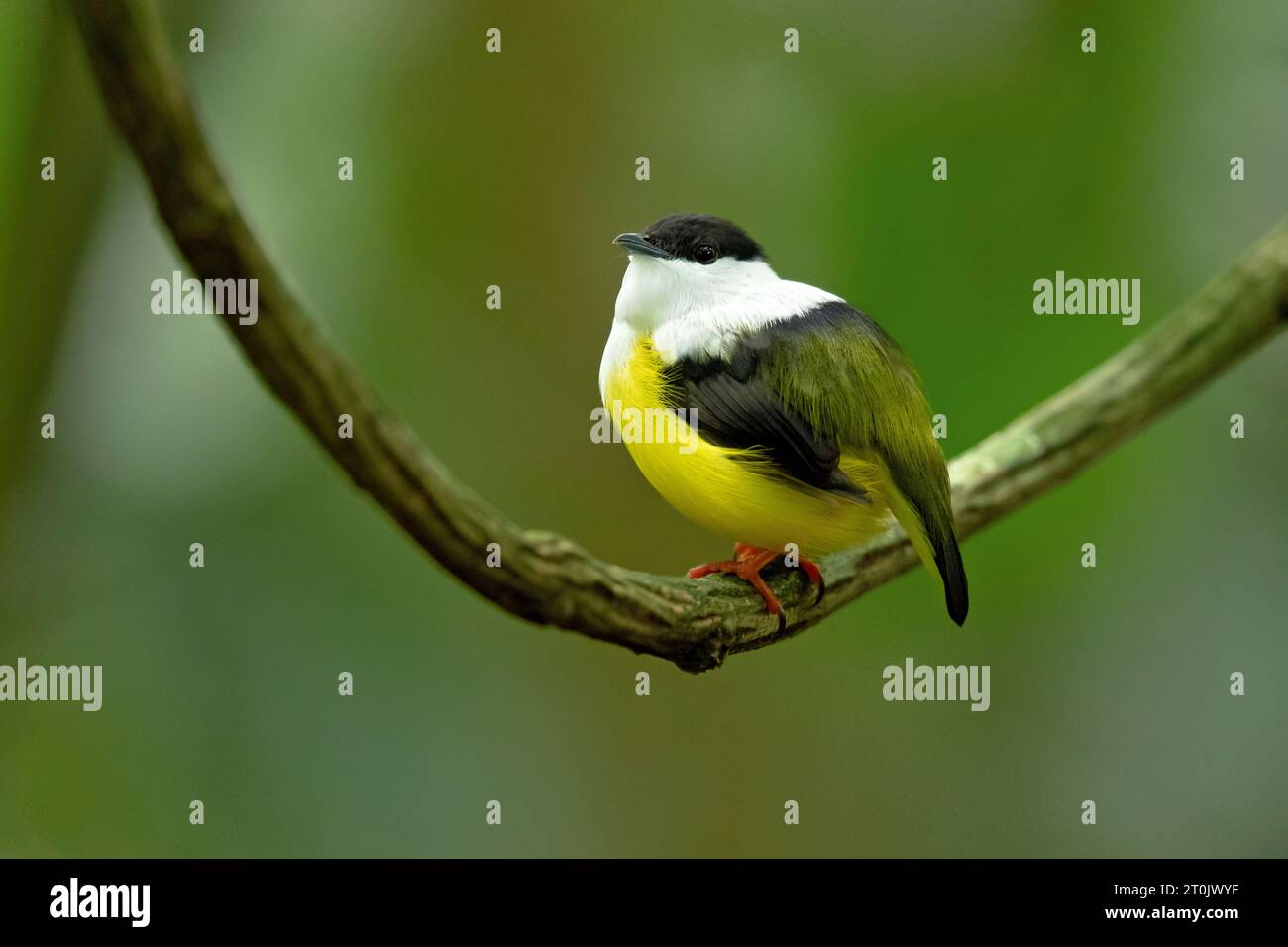 white-collared manakin (Manacus candei) is a passerine bird in the ...