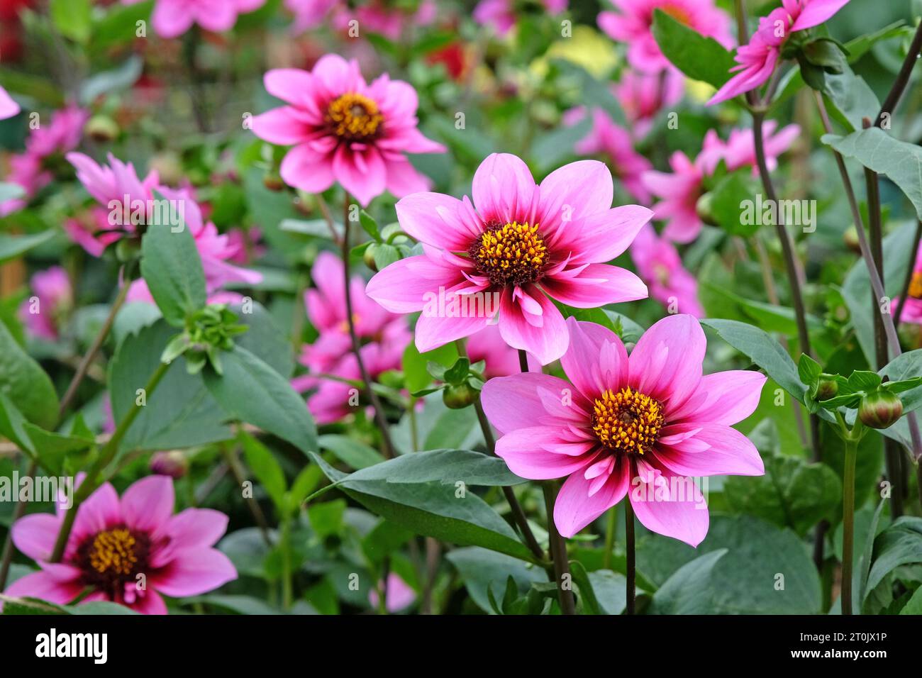 Pink and purple collarette Dahlia ÔSkyfallÕ in flower Stock Photo - Alamy
