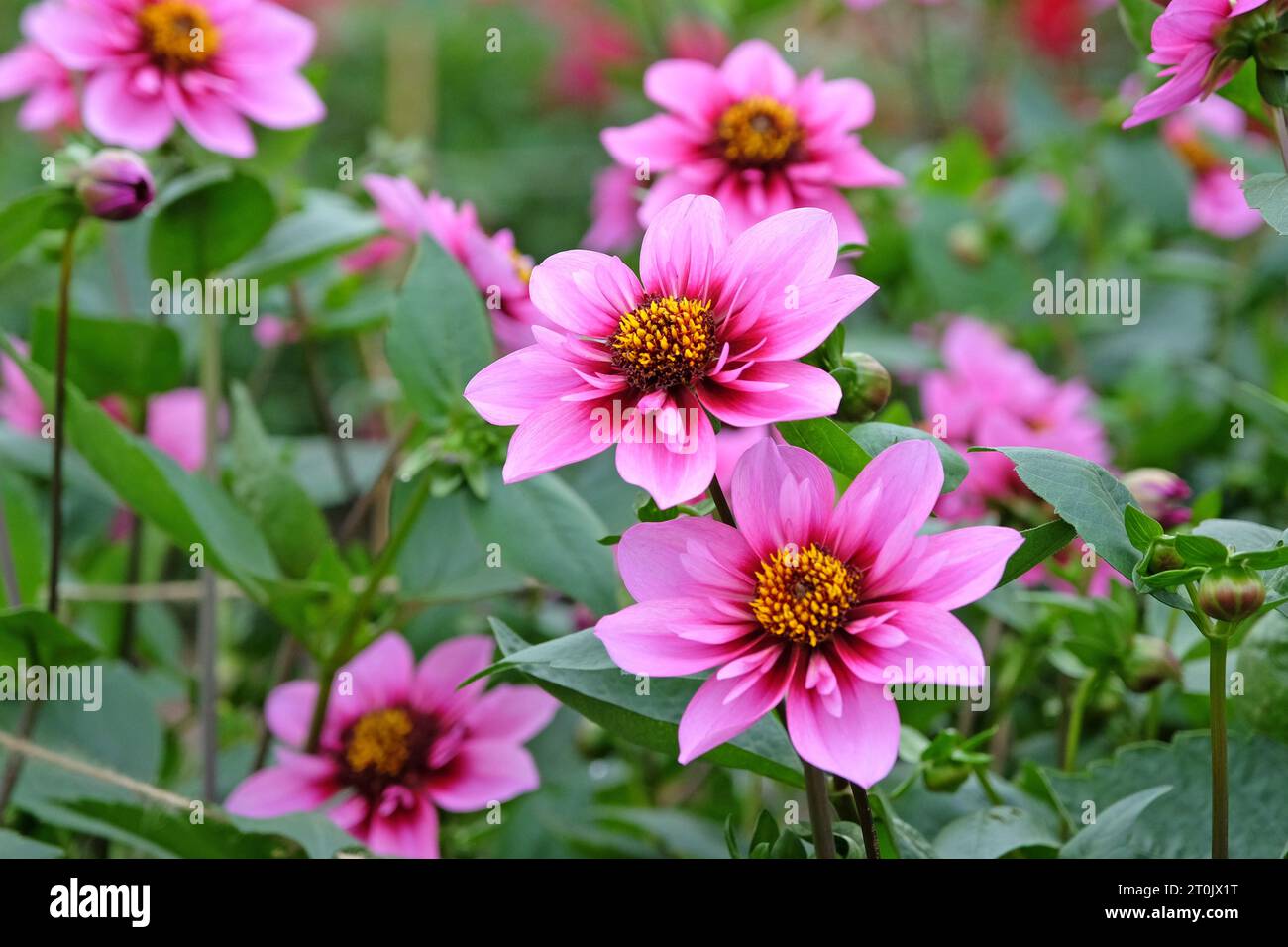 Dahlia skyfall hi-res stock photography and images - Alamy