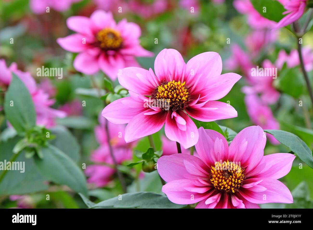 Pink and purple collarette Dahlia ÔSkyfallÕ in flower Stock Photo - Alamy