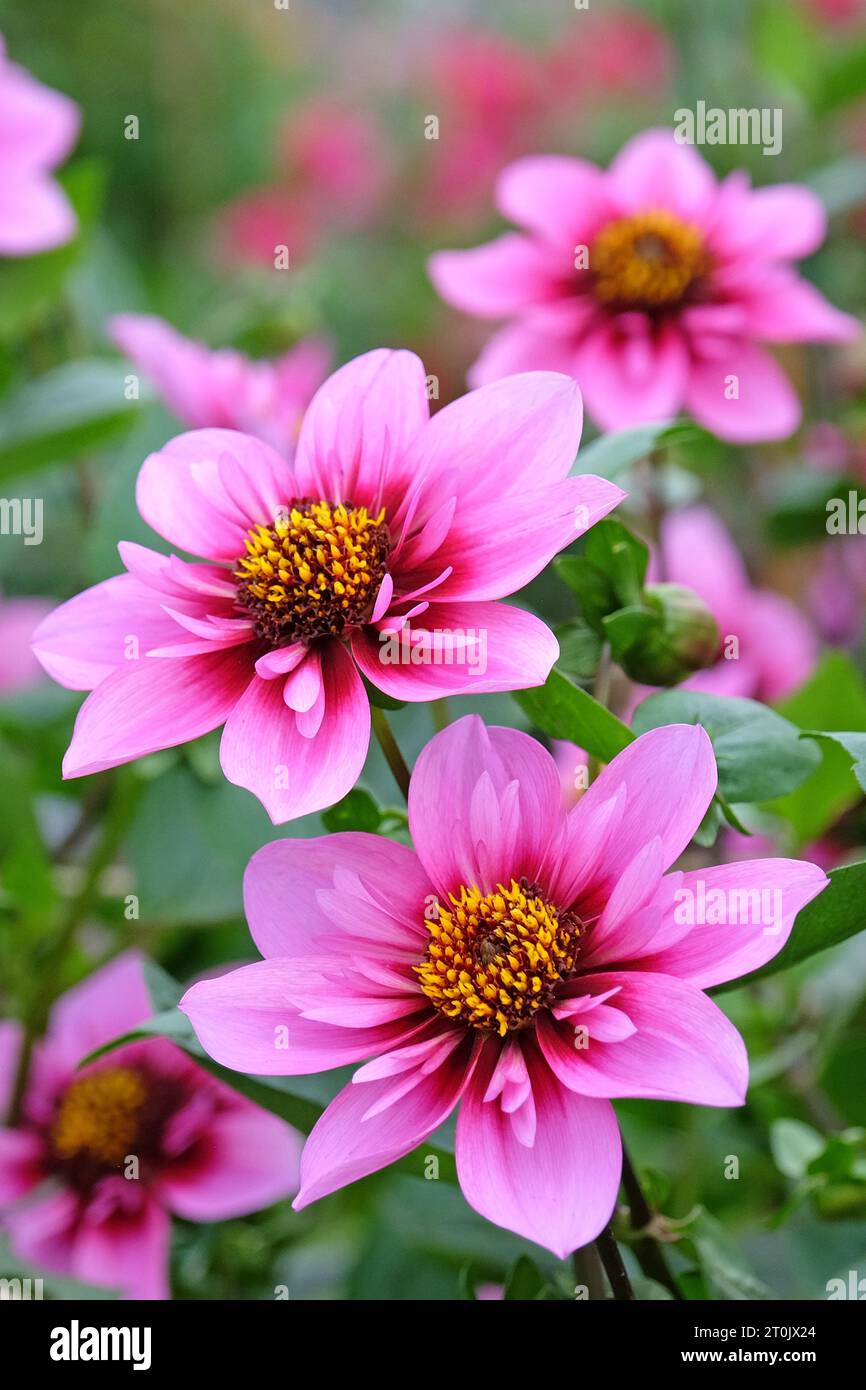 Pink and purple collarette Dahlia ÔSkyfallÕ in flower Stock Photo - Alamy