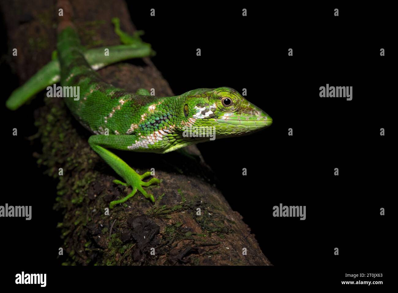 Polychrus gutturosus, also known as Berthold's bush anole or monkey ...