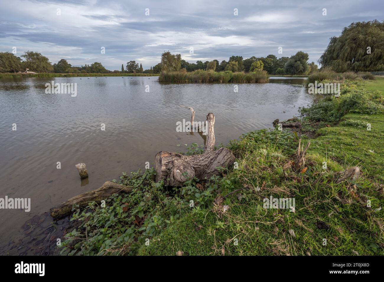 Fallen log in pond left to create many habitats for wildlife Stock ...
