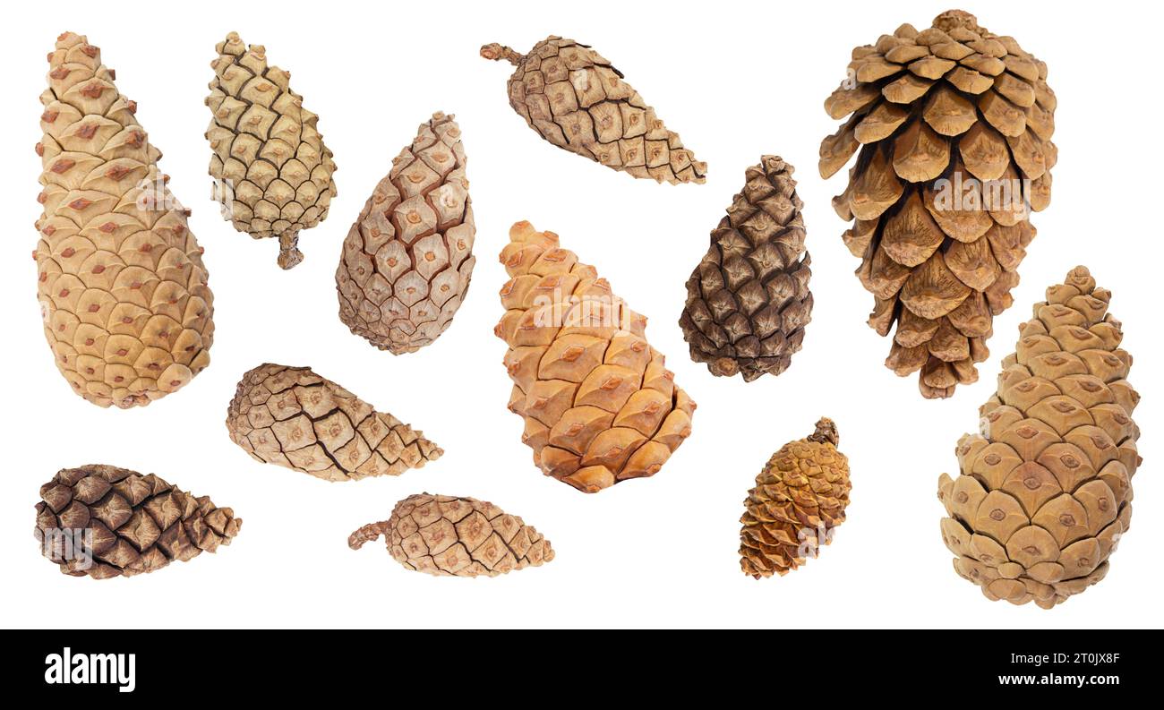 Collection of coniferous brown closed cones on white isolated ...