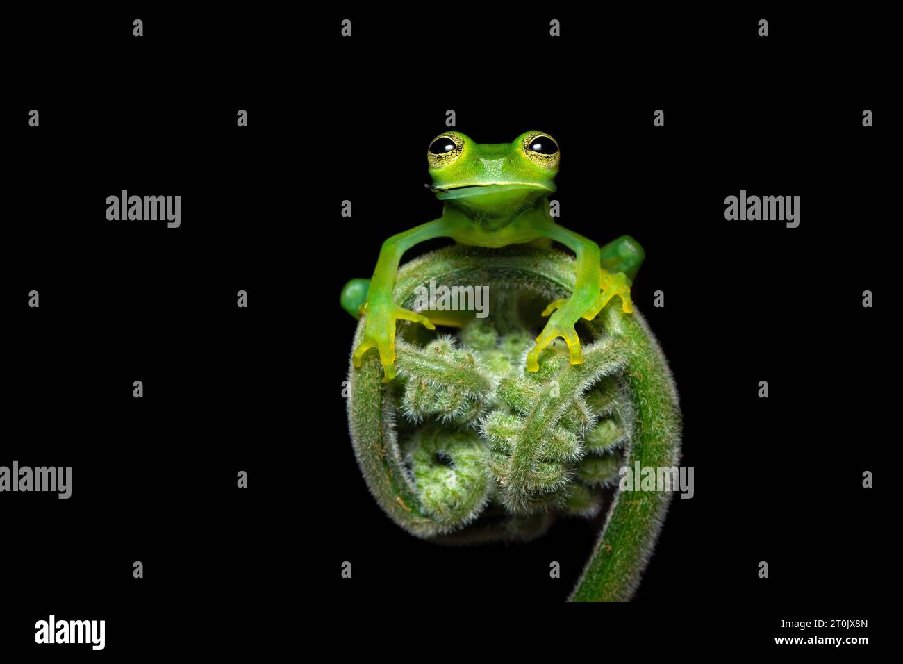 Nicaragua giant glass frog hi-res stock photography and images - Alamy