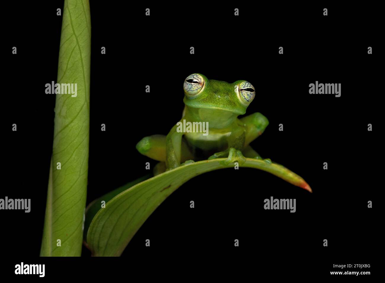 Teratohyla spinosa (common name: spiny Cochran frog) is a species of ...