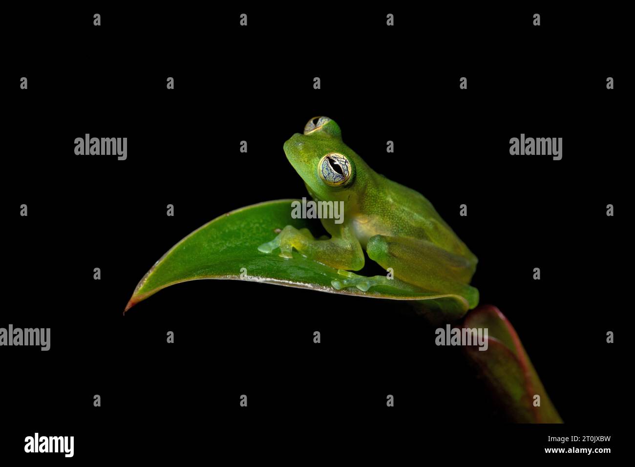 Teratohyla spinosa (common name: spiny Cochran frog) is a species of ...
