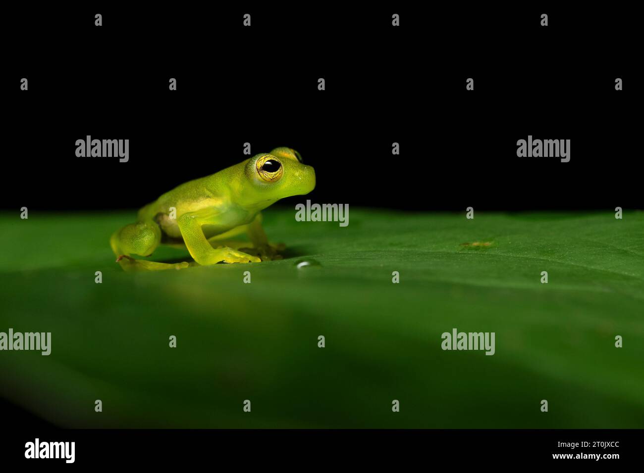 Teratohyla spinosa (common name: spiny Cochran frog) is a species of ...