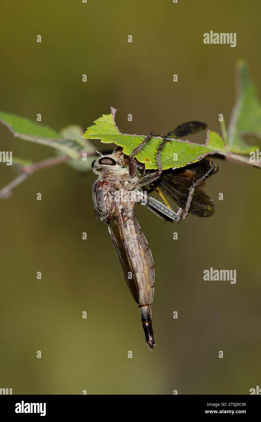 Giant Robber Fly, Promachus sp., female with Paper Wasp, Polistes sp ...