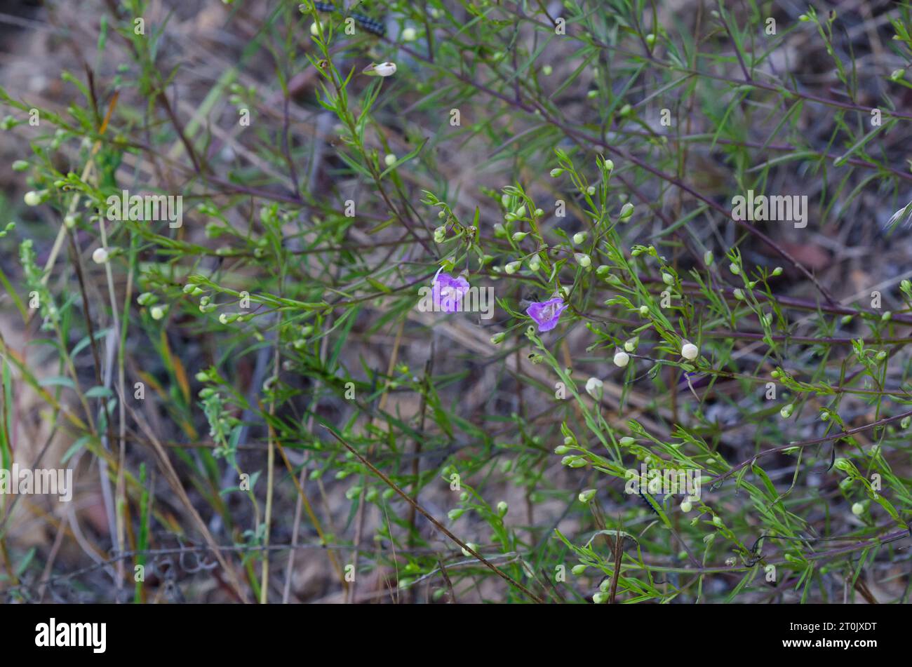 Agalinis fasciculata hi-res stock photography and images - Alamy