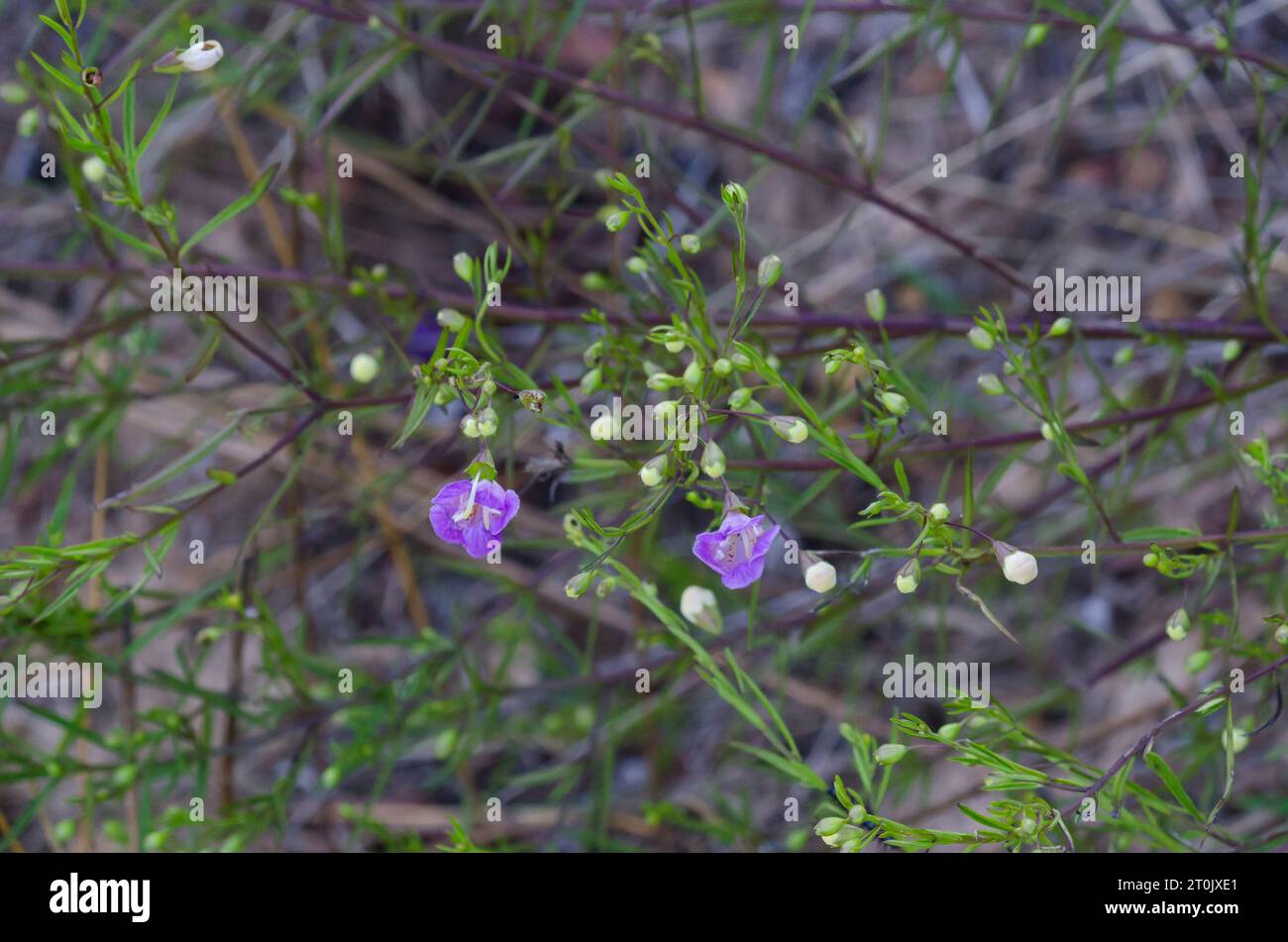Beach False Foxglove, Agalinis fasciculata Stock Photo - Alamy