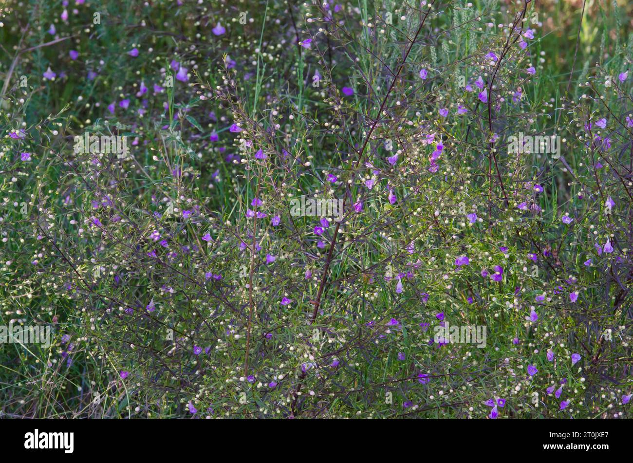 Agalinis fasciculata hi-res stock photography and images - Alamy