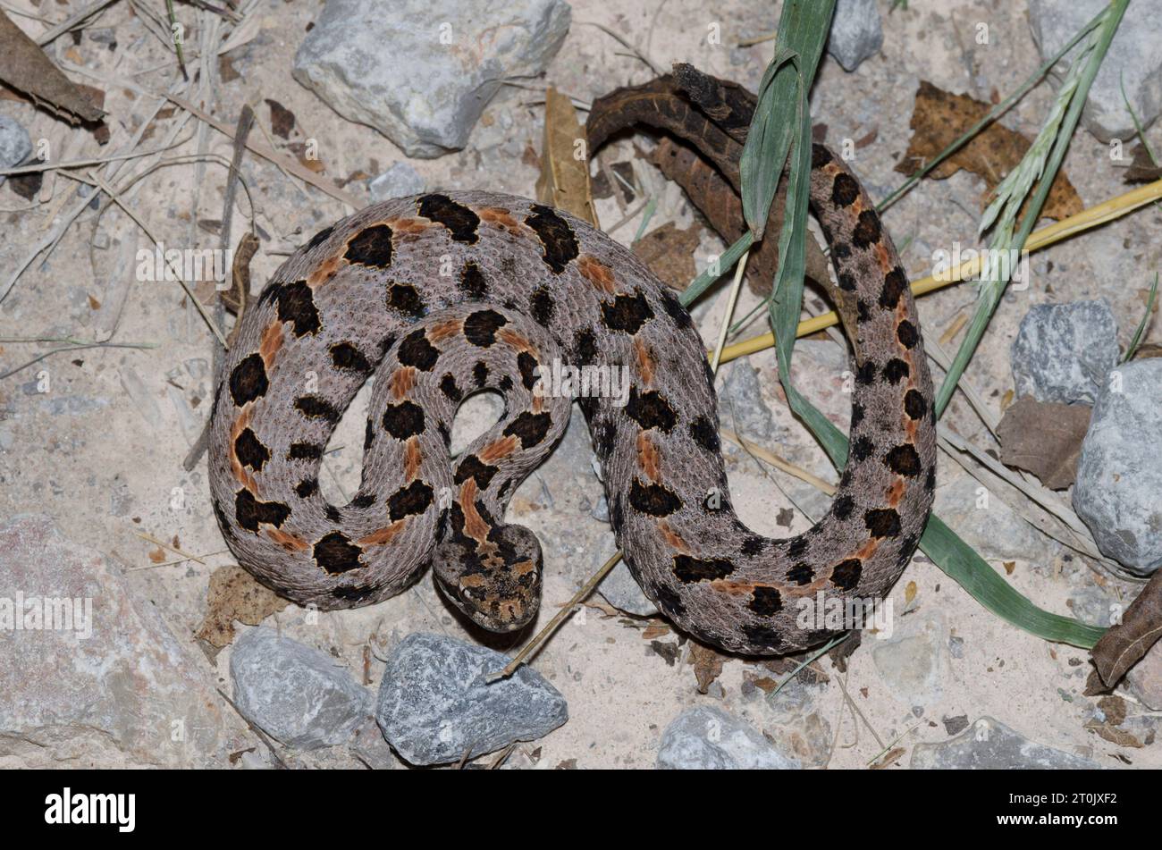 Western Pygmy Rattlesnake, Sistrurus miliarius Stock Photo - Alamy