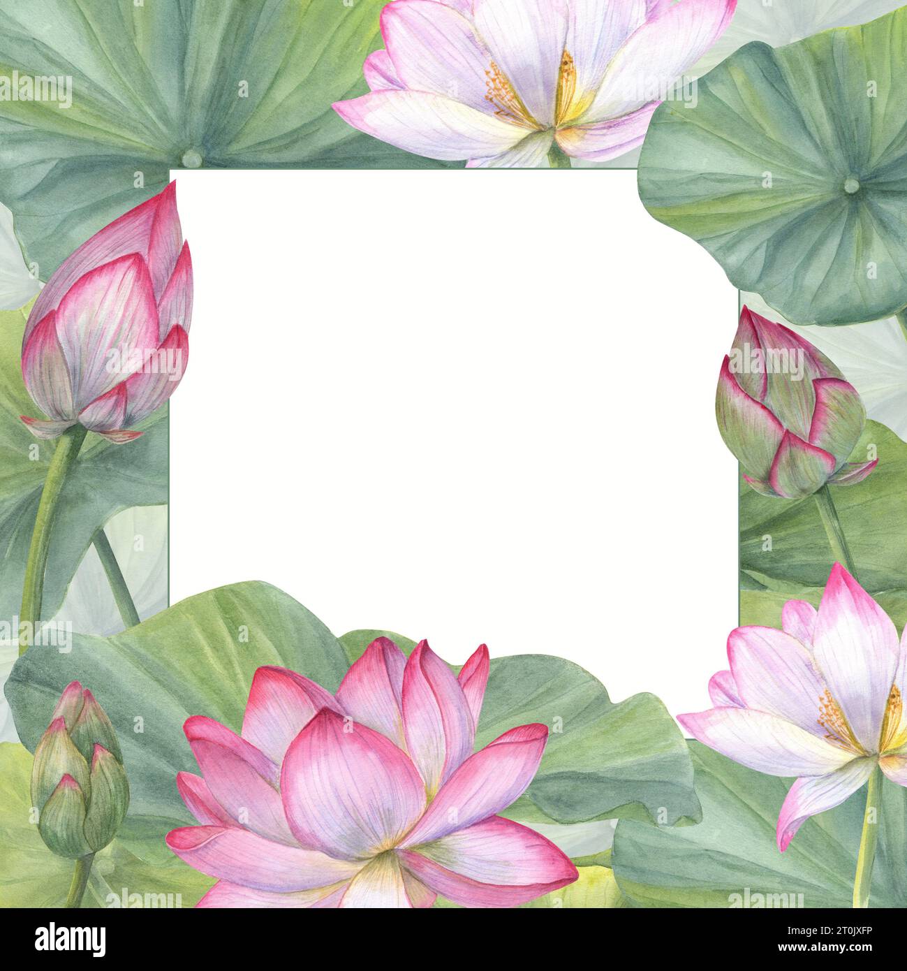 Square frame of blooming water lilies with leaves. Lotus flowers ...