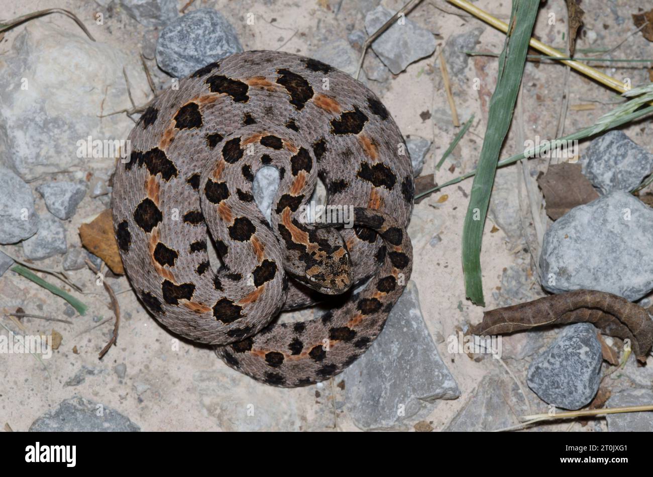 Western Pygmy Rattlesnake, Sistrurus miliarius Stock Photo - Alamy