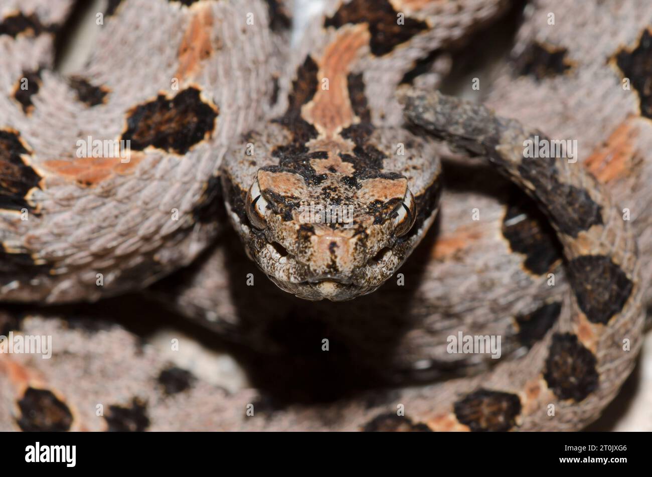 Western Pygmy Rattlesnake, Sistrurus miliarius Stock Photo - Alamy