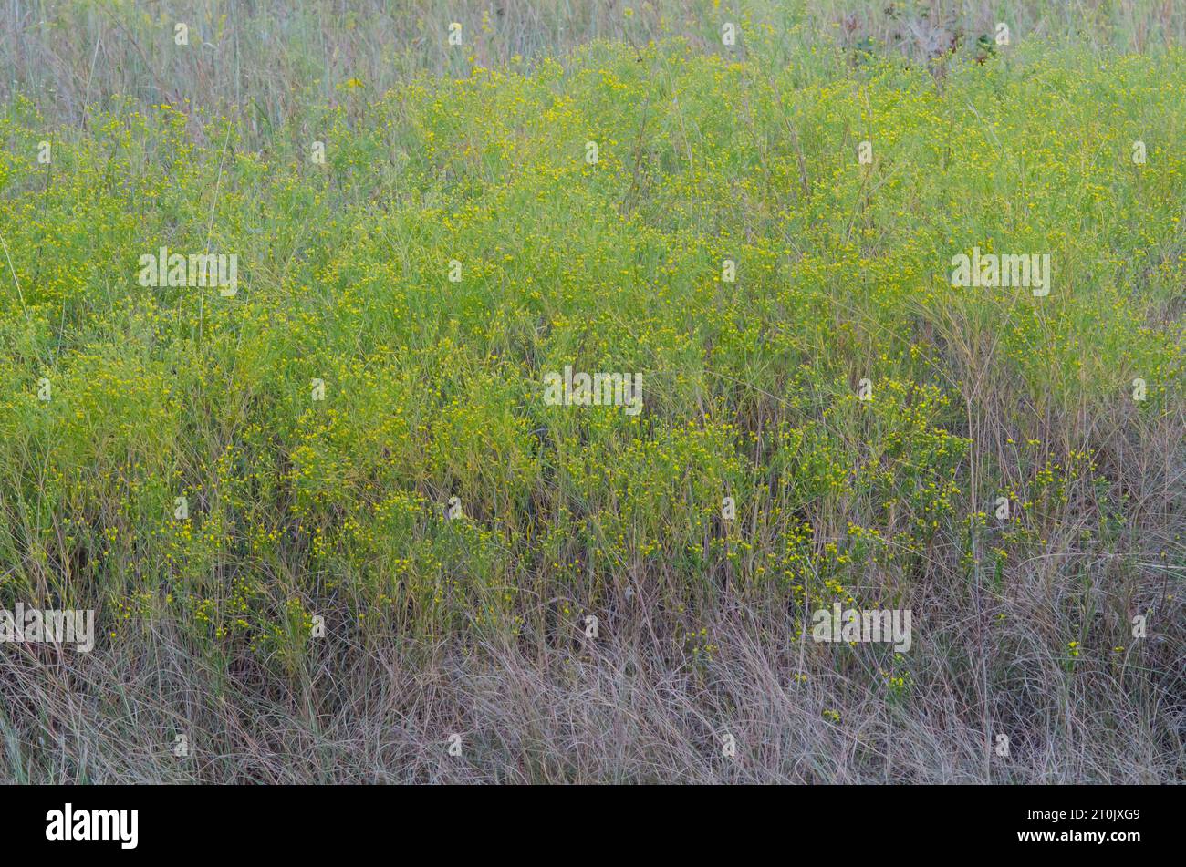 Prairie Broomweed, Amphiachyris dracunculoides Stock Photo - Alamy