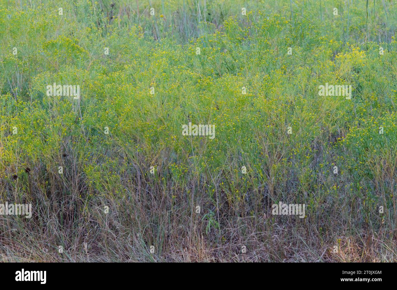 Prairie Broomweed, Amphiachyris dracunculoides Stock Photo - Alamy