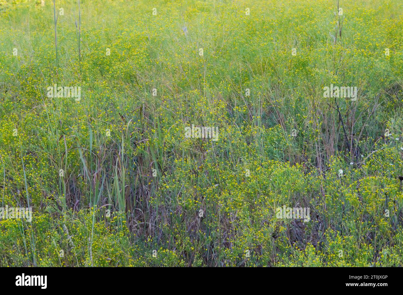 Prairie Broomweed, Amphiachyris dracunculoides Stock Photo - Alamy