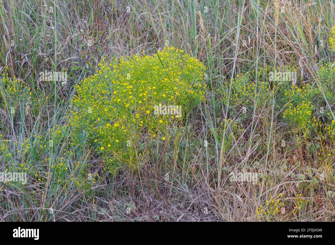 Prairie Broomweed, Amphiachyris dracunculoides Stock Photo - Alamy