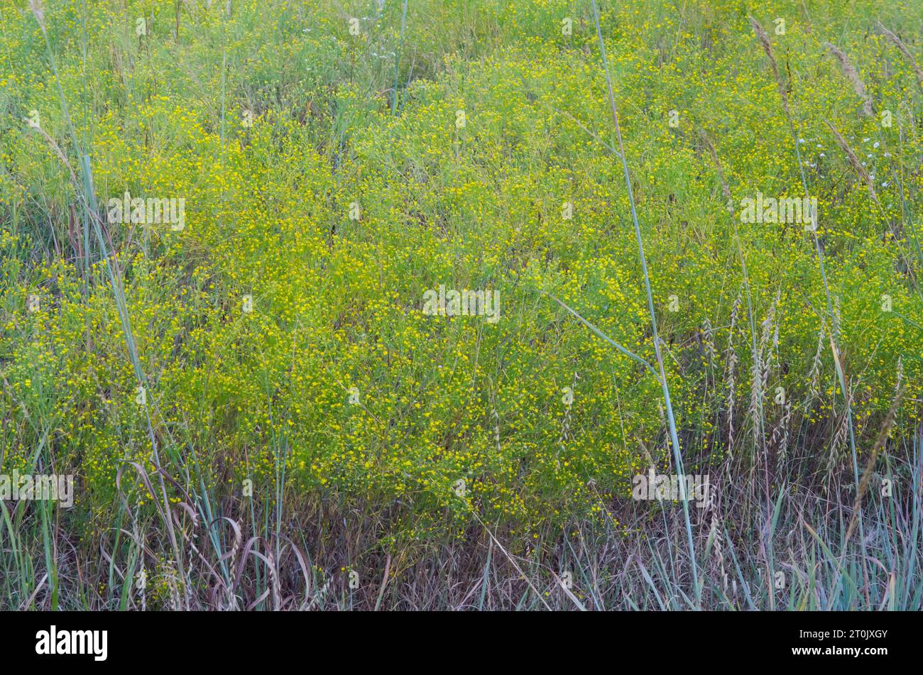 Prairie Broomweed, Amphiachyris dracunculoides Stock Photo - Alamy