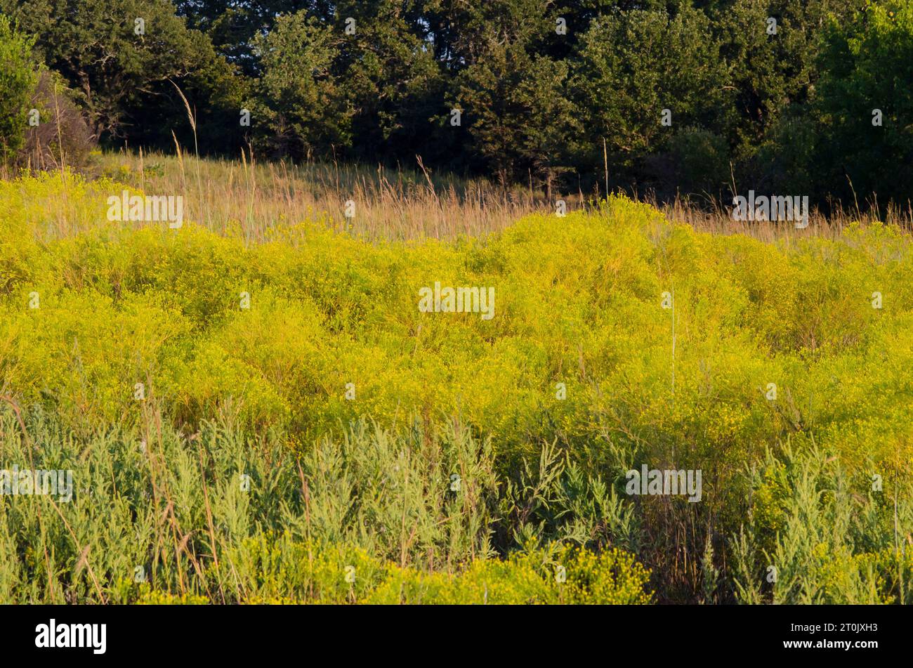 Prairie Broomweed, Amphiachyris dracunculoides, in late light Stock ...