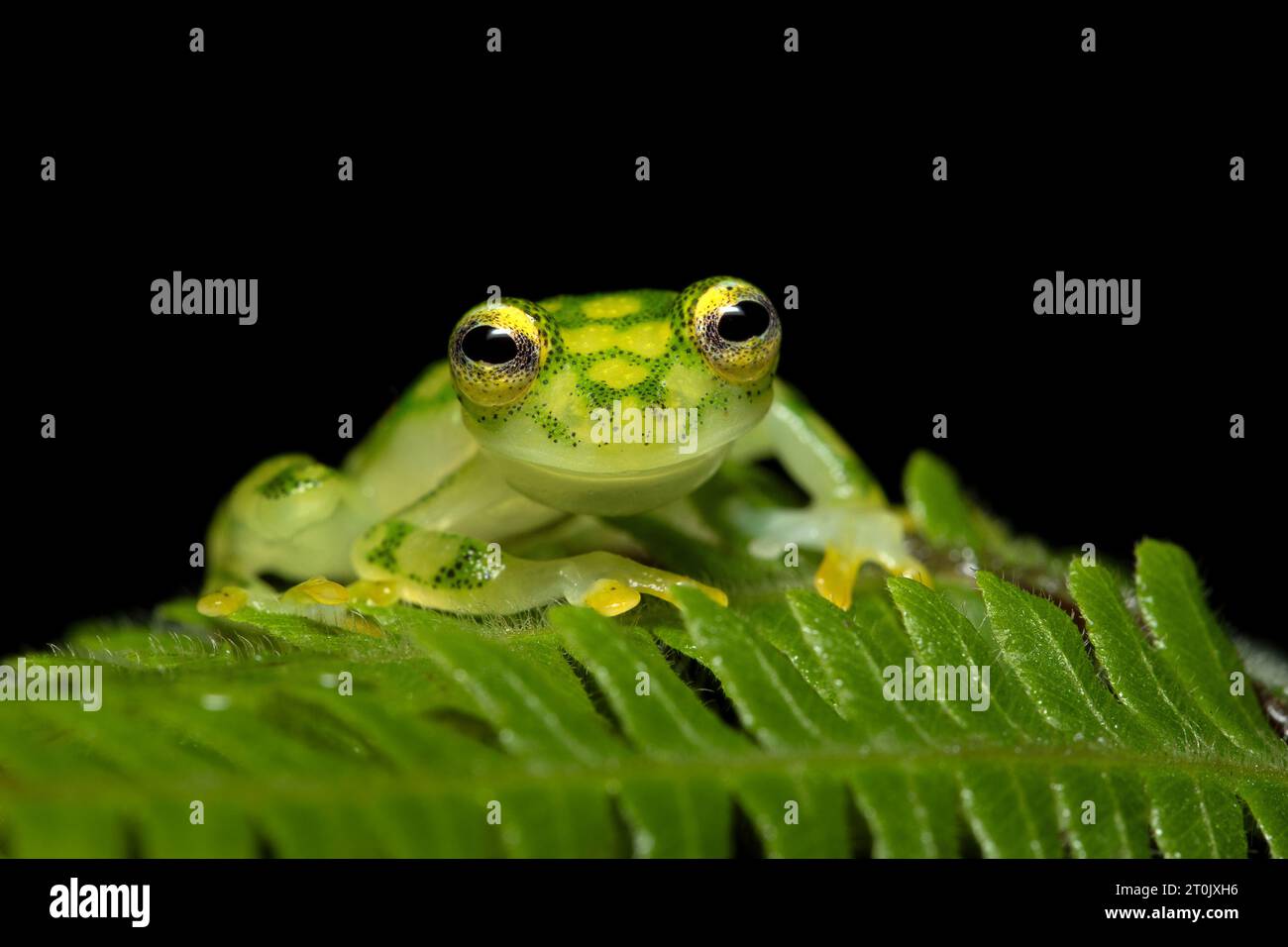Hyalinobatrachium valerioi, sometimes known as the La Palma glass frog ...