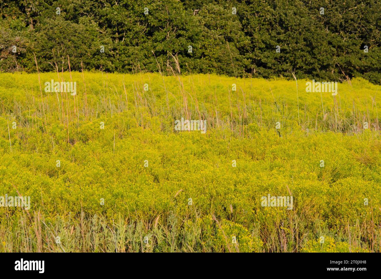 Prairie Broomweed, Amphiachyris dracunculoides, in late light Stock ...