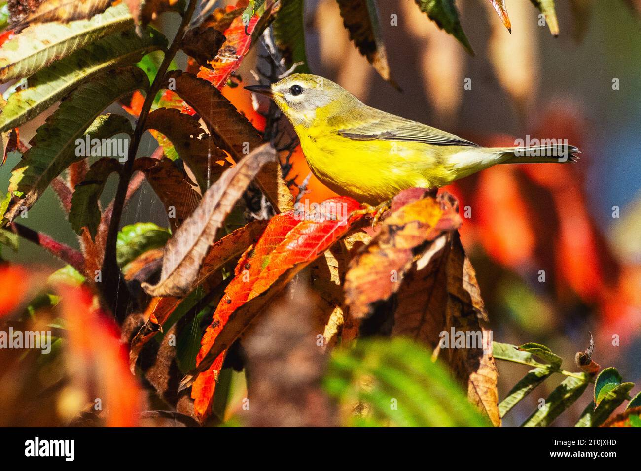 Fall on prairie prairie hi-res stock photography and images - Alamy