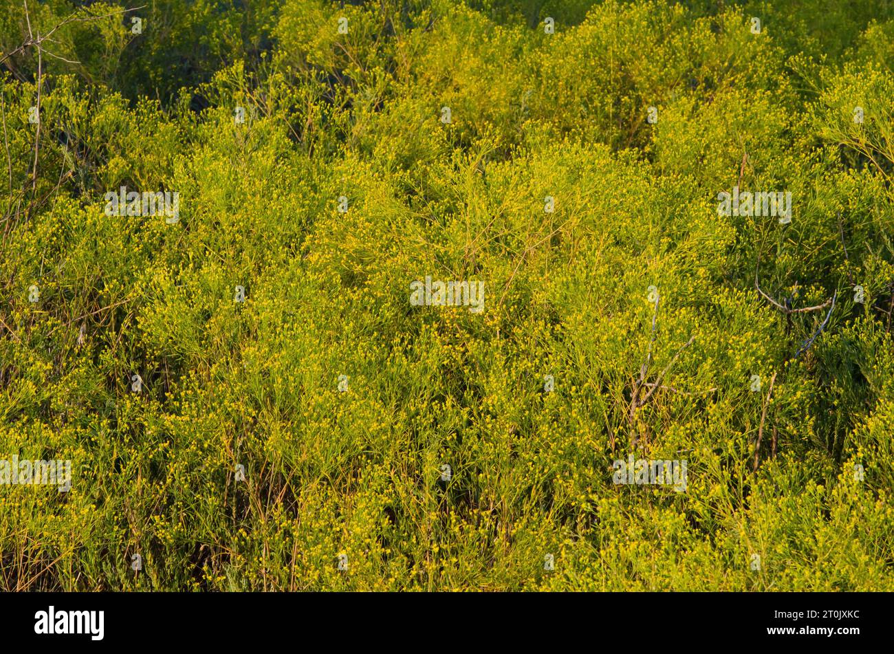 Prairie Broomweed, Amphiachyris dracunculoides, in late light Stock ...