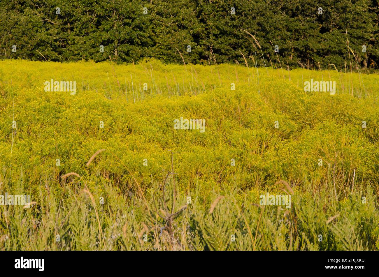 Prairie Broomweed, Amphiachyris dracunculoides, in late light Stock ...